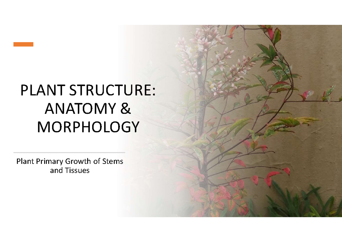 Primary Plant Growth: Anatomy & Morphology (Topic 2) - Studocu