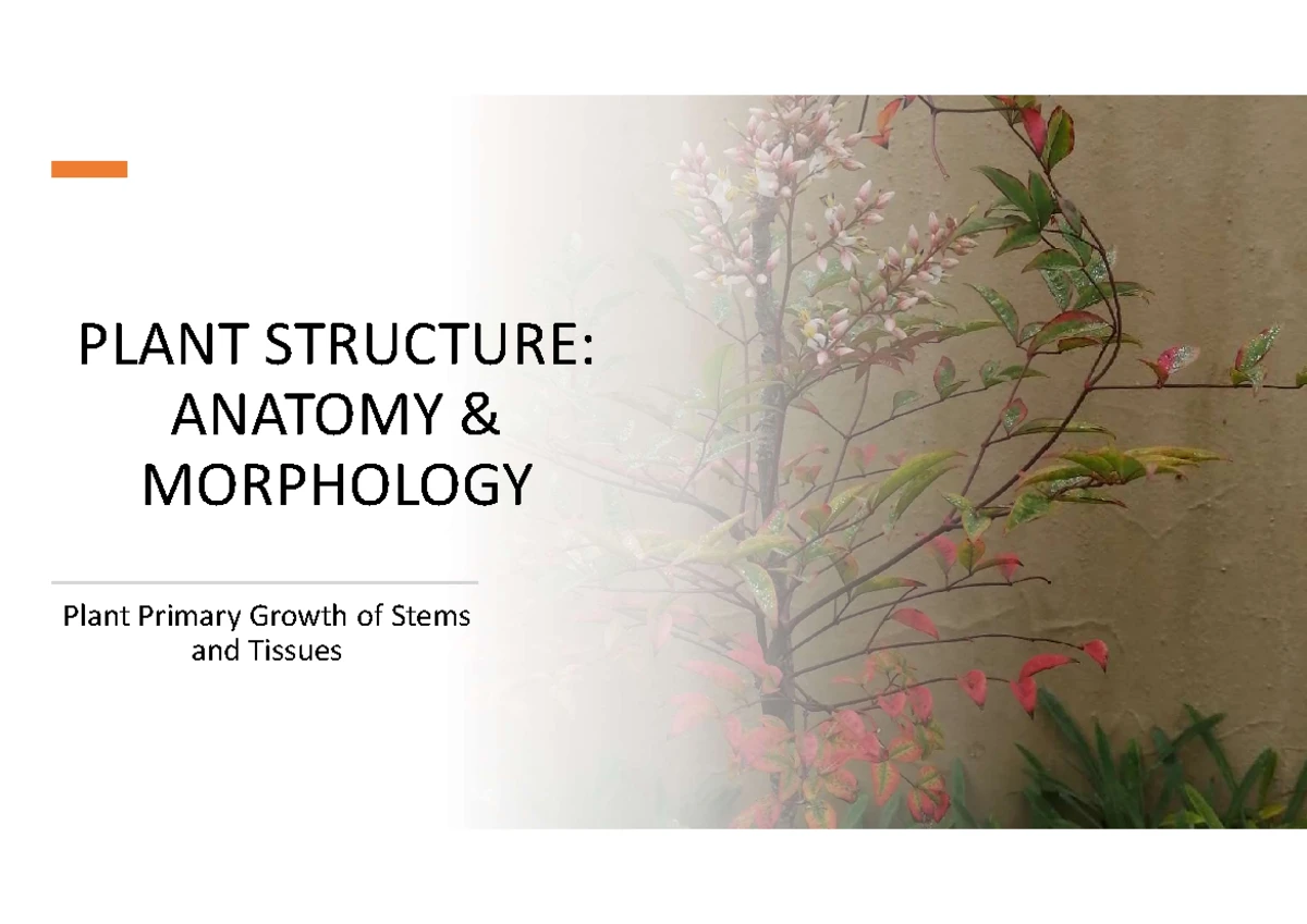 Plant Structure: Anatomy & Morphology - Key Concepts Overview - Plant ...