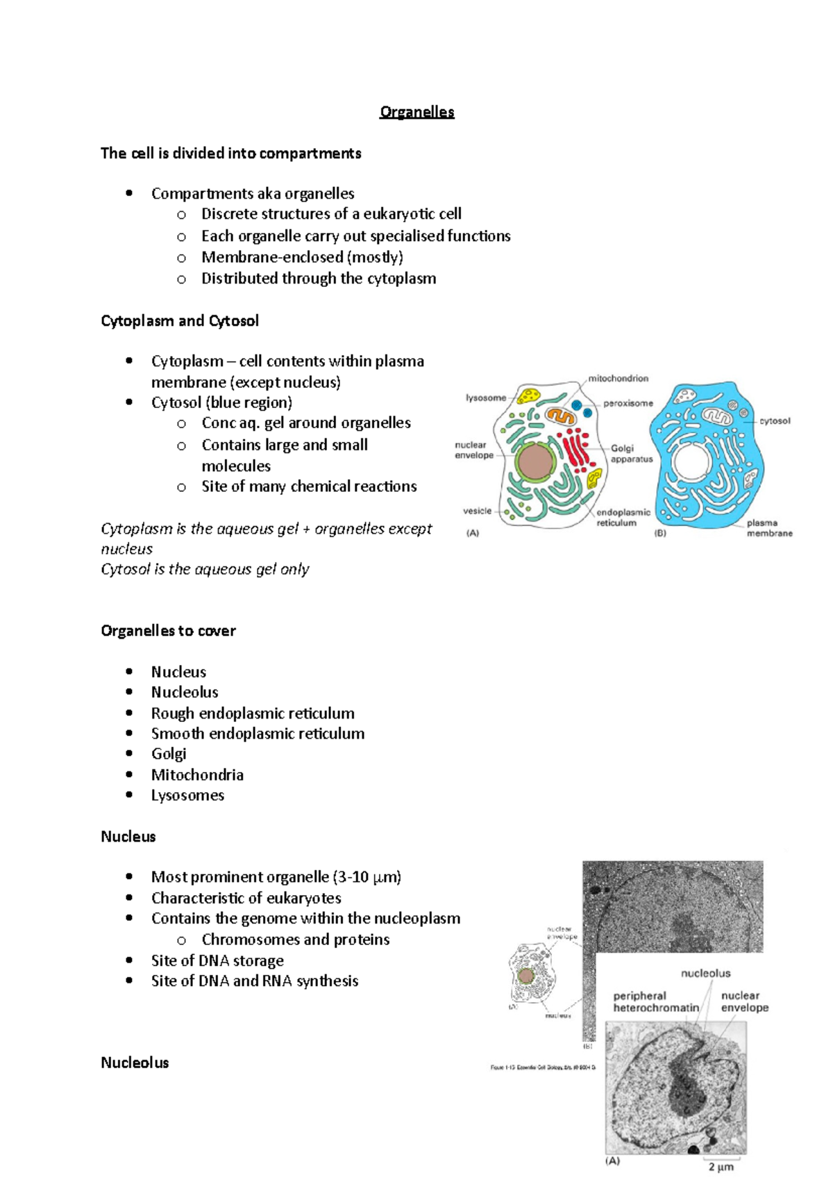 Cell Organelles: Structure and Functions Explained - Studocu