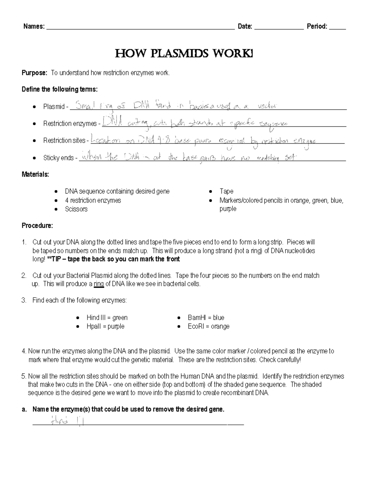 Plasmid Activity Worksheet: Understanding Restriction Enzymes - Studocu