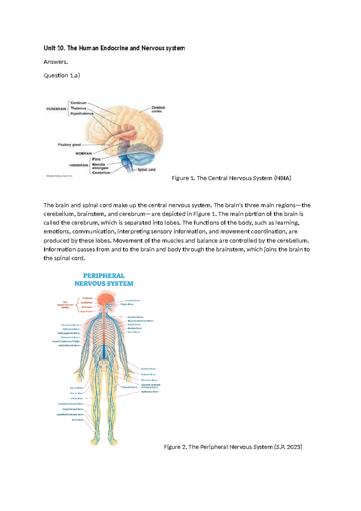 Unit 10 - Human Endocrine and Nervous System Overview - Studocu