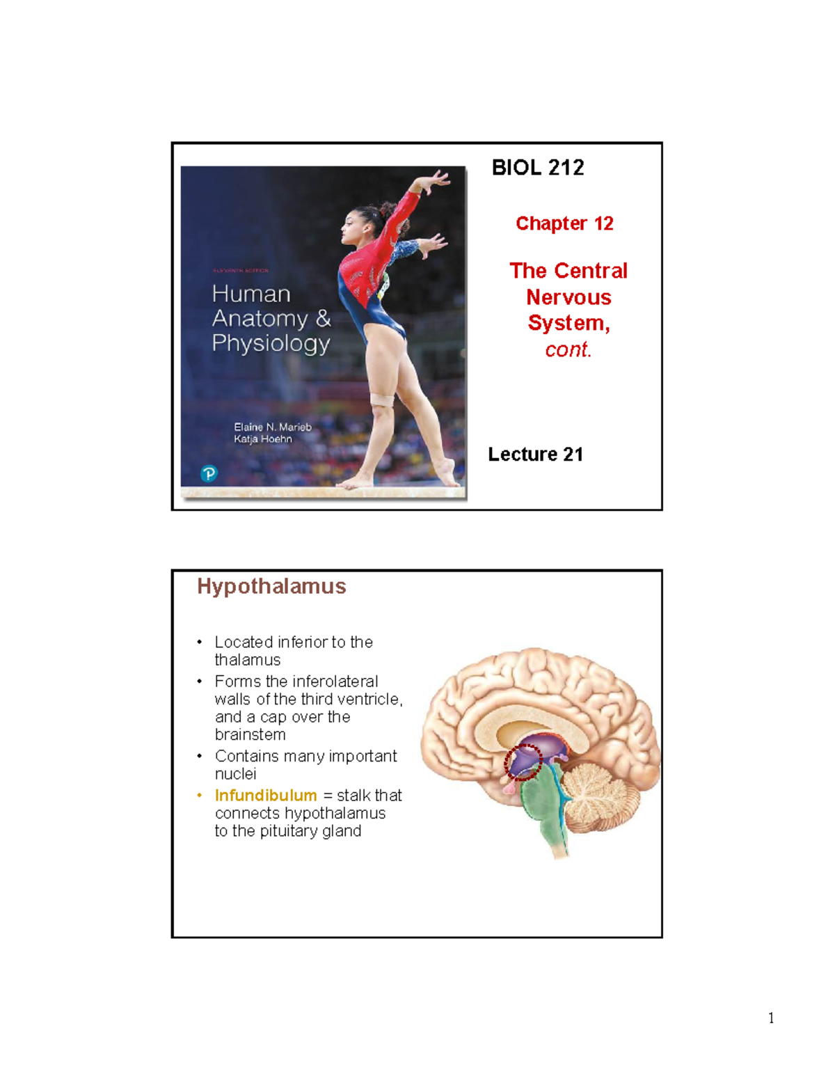 BIOL 212 Lecture 21: Chapter 12 - The Central Nervous System Overview ...