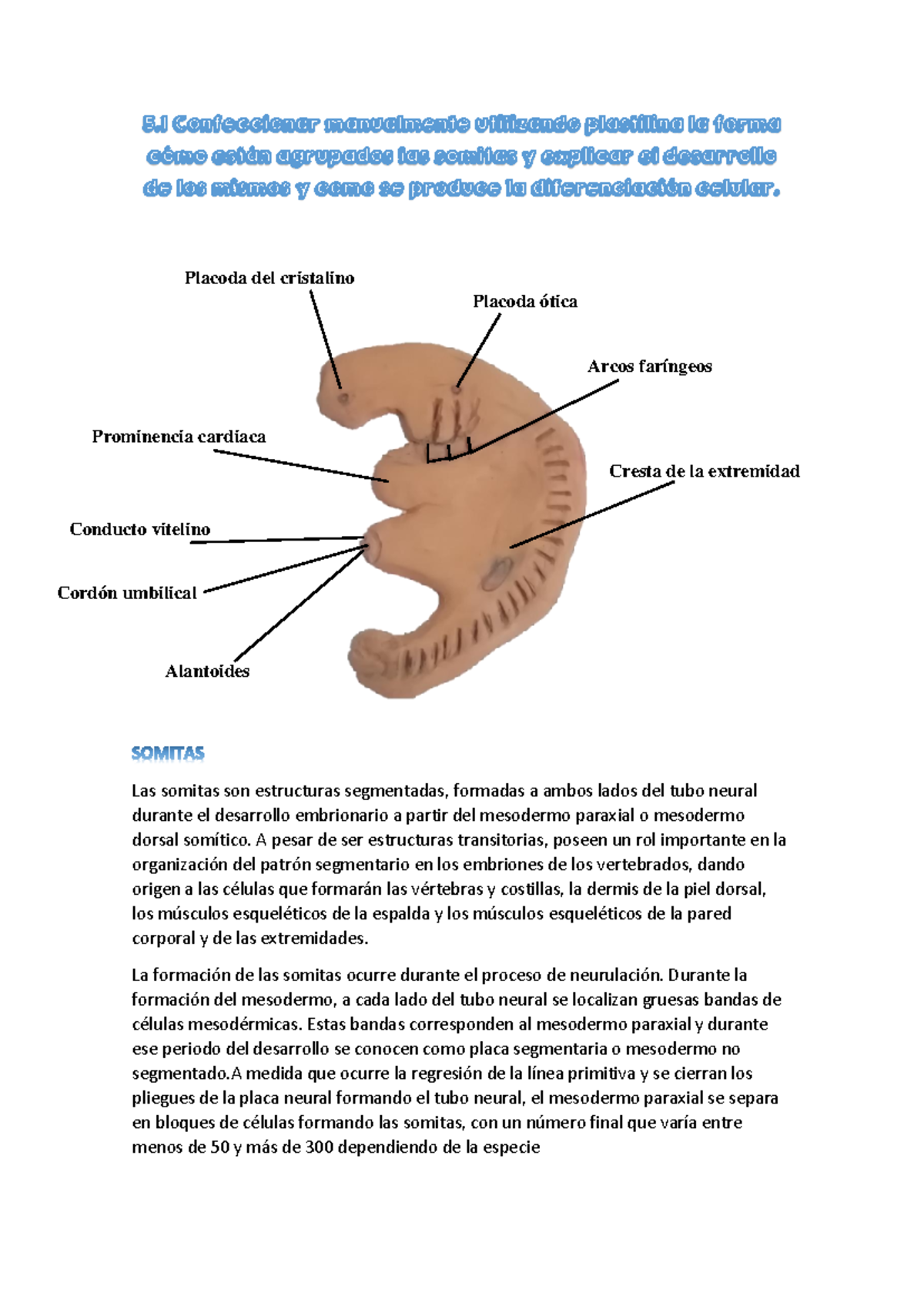 Somitas: Formación, Desarrollo y Diferenciación Celular en Vertebrados ...