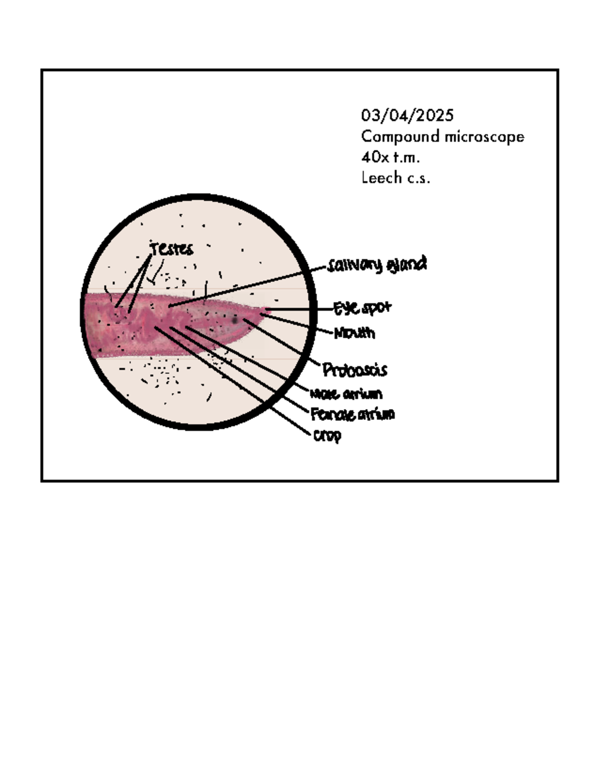 Leech cs - BIOL 2050 - 03/04/ Compound microscope 40x t. Leech c. #S ...