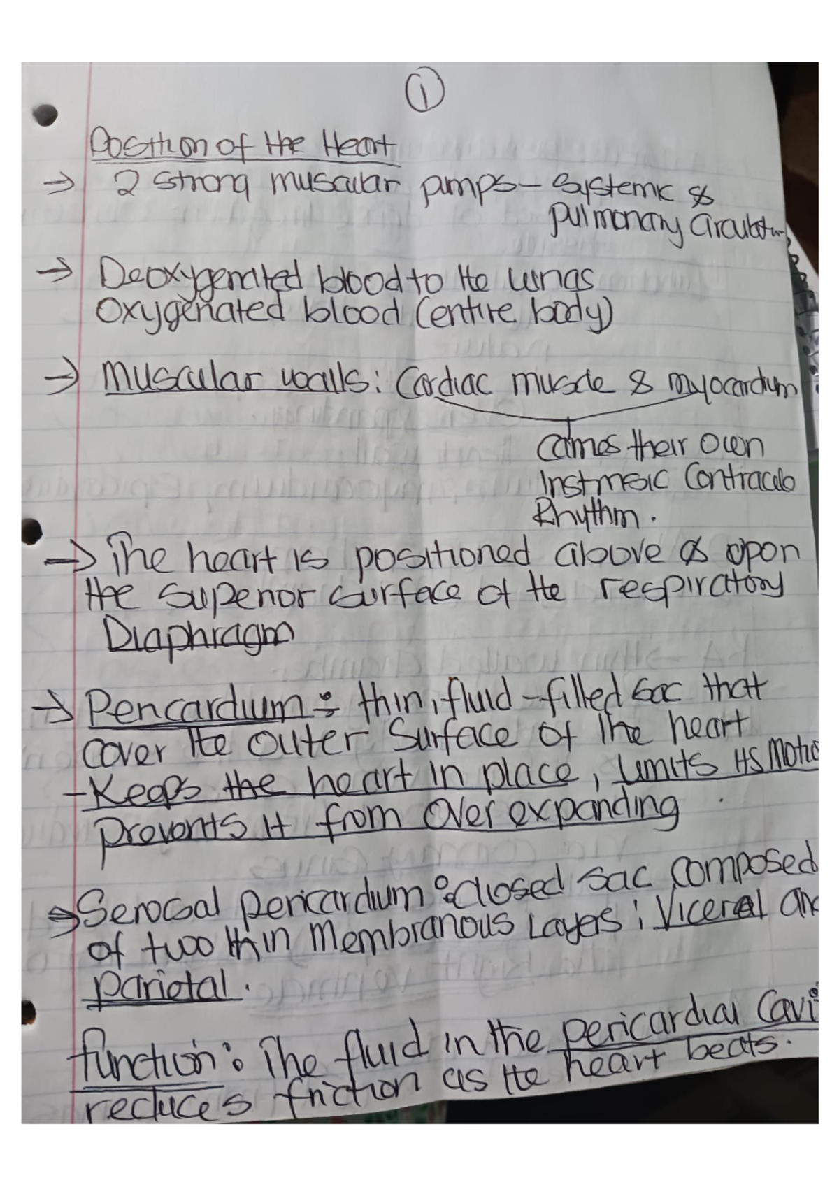 Heart Position and Function: Muscular System Overview - Studocu