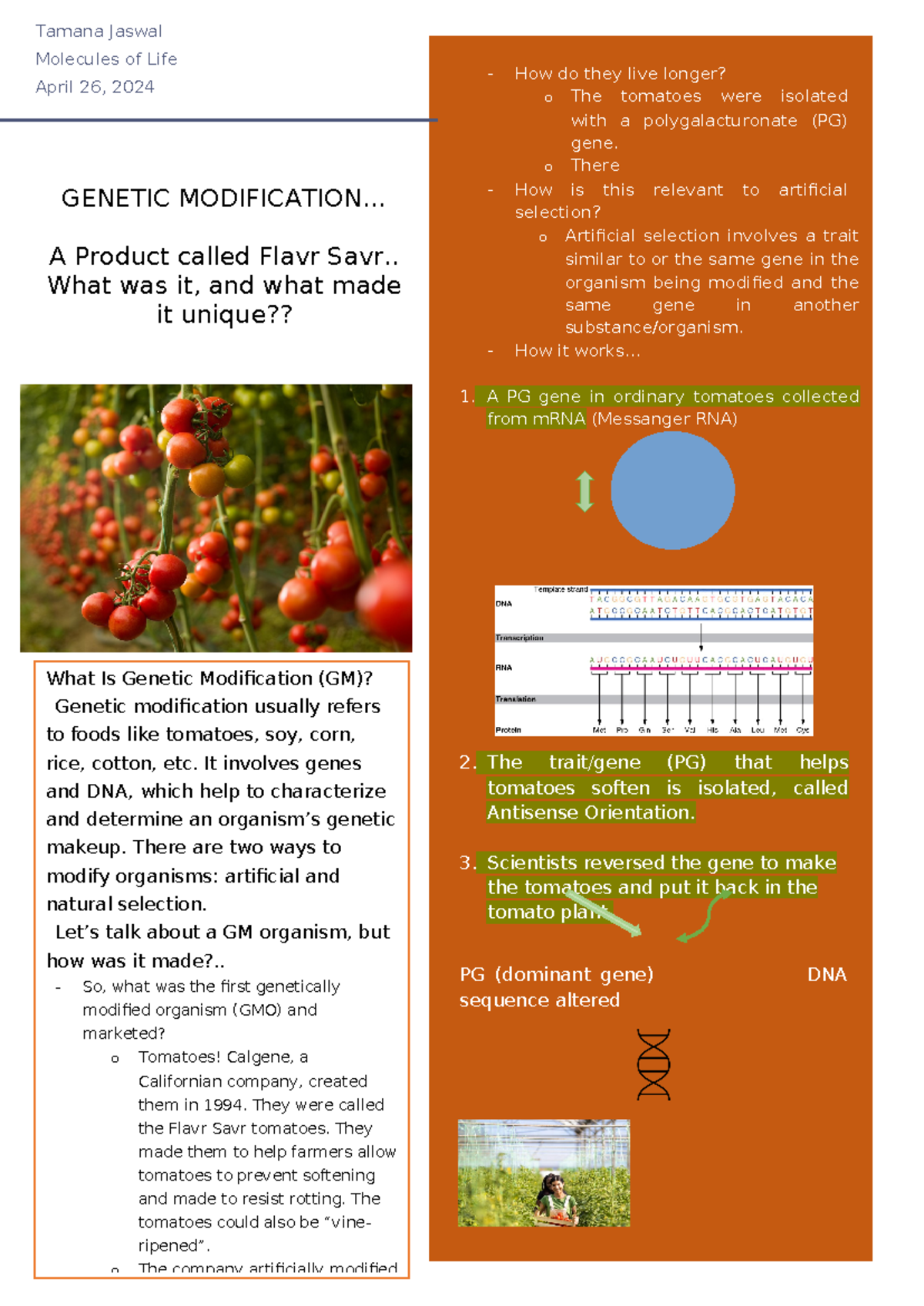 Flavr Savr - N/A - How do they live longer? o The tomatoes were ...