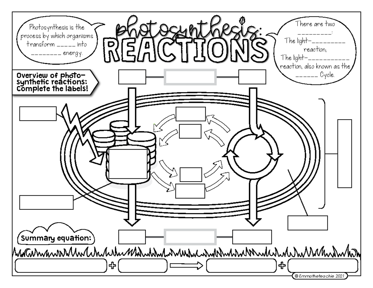 Photosynthesis Doodle Notes: Overview of Reactions and Pathways - Studocu