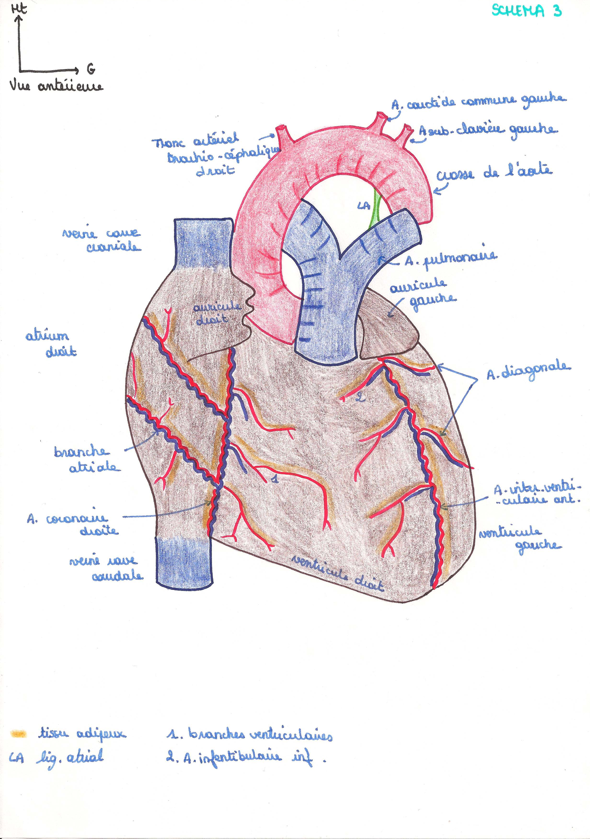 Schéma 3 G - Vue du Coeur pour Médecine - Studocu