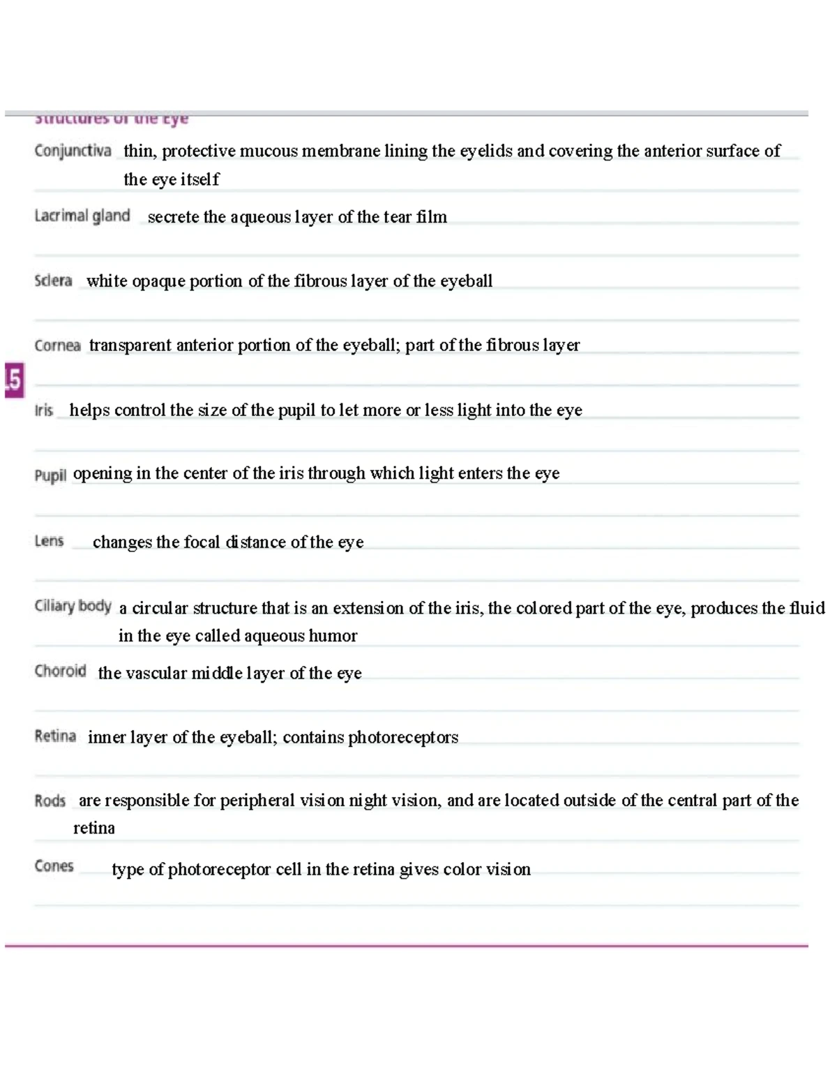 Chapter 18: Cardiovascular System: The Heart Quiz Questions Human ...