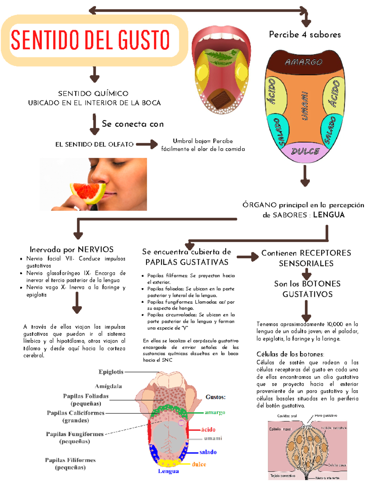 Diagrama Del Sentido Del Gusto Infografía Sentido Del Gusto