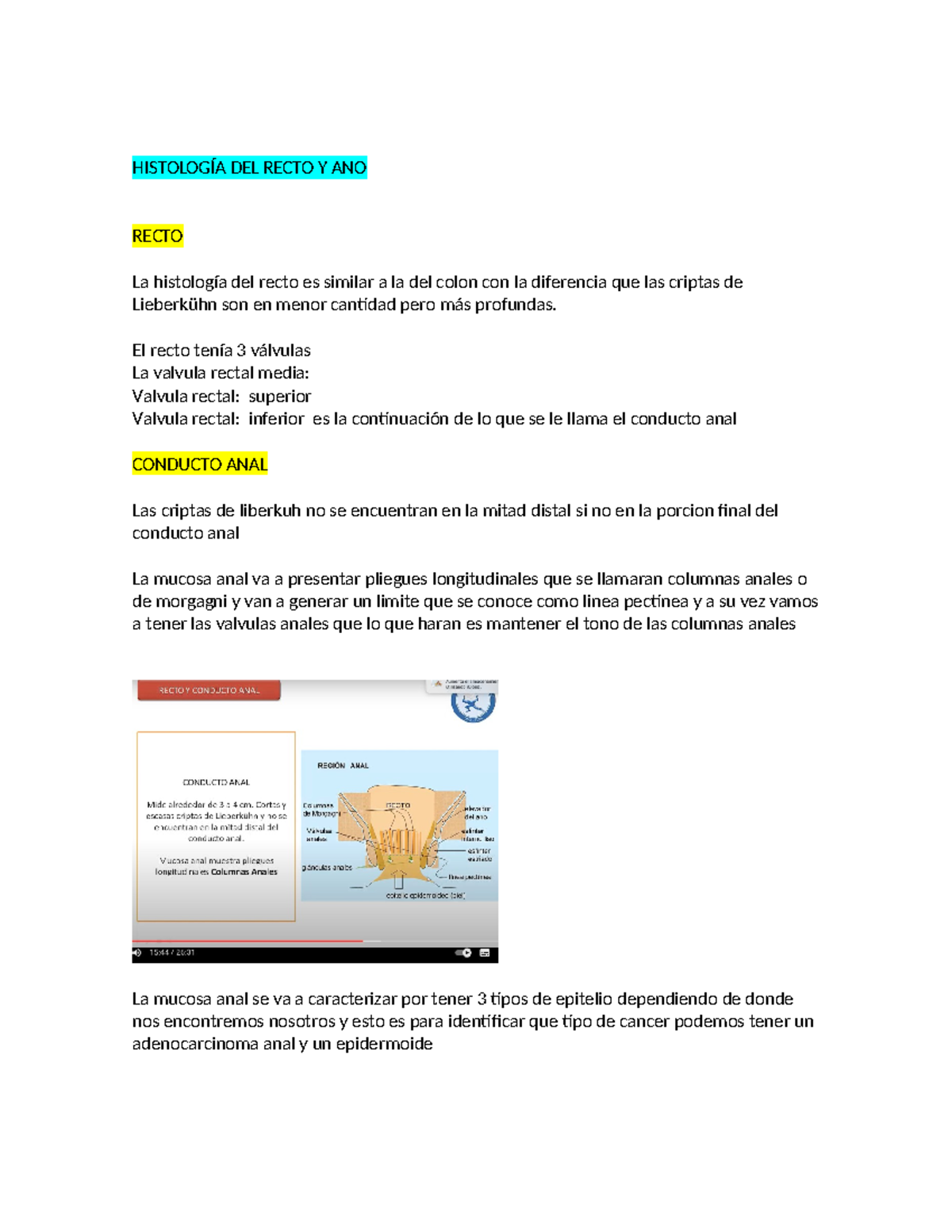 Histología De La Unión Rectoanal Recto Wikipedia, La Enciclopedia
