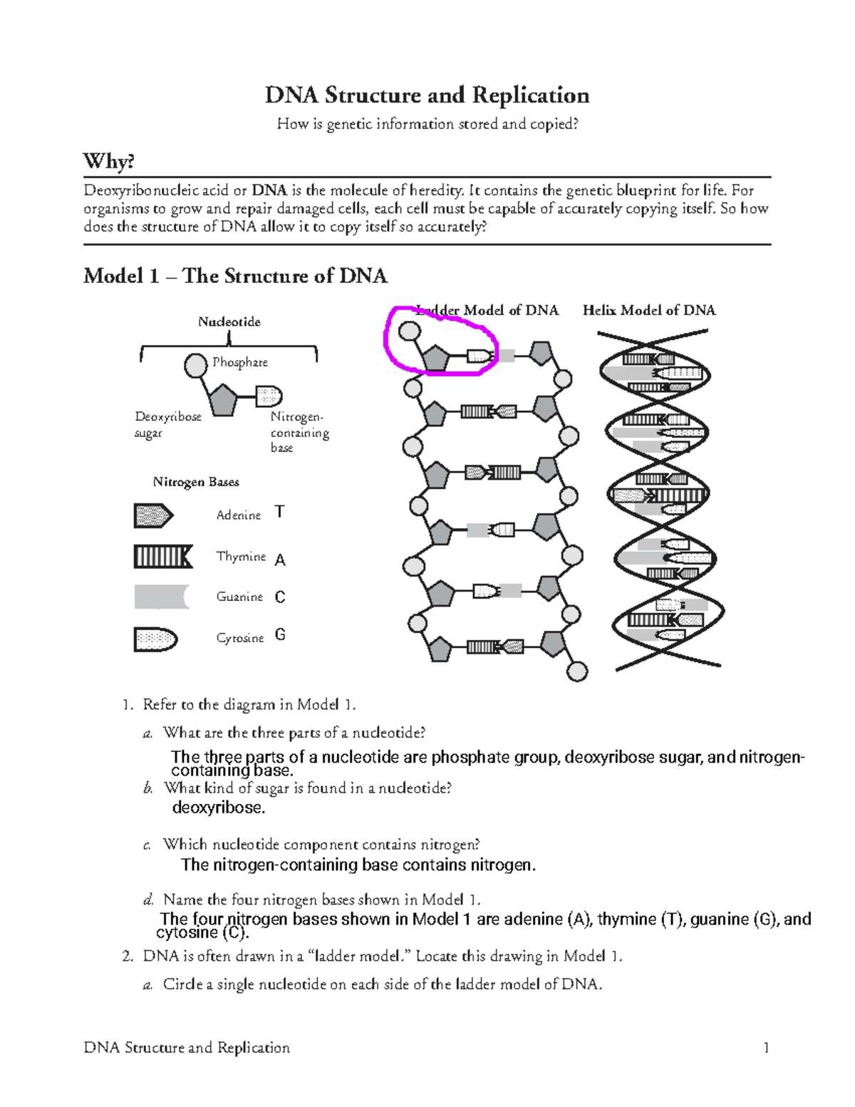 DNA structure and replication: Understanding genetic information ...