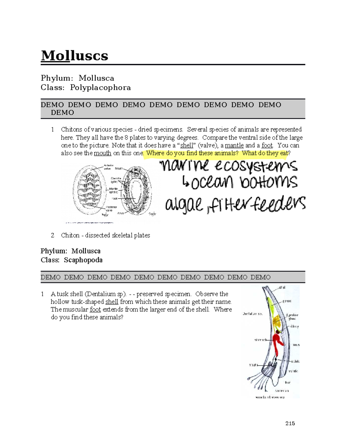Lab 6: Molluscs - Zoology Worksheet Exploring Diversity and Anatomy ...