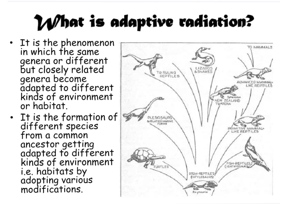 Adaptive Radiation in Reptiles: Evolution and Adaptations Overview ...