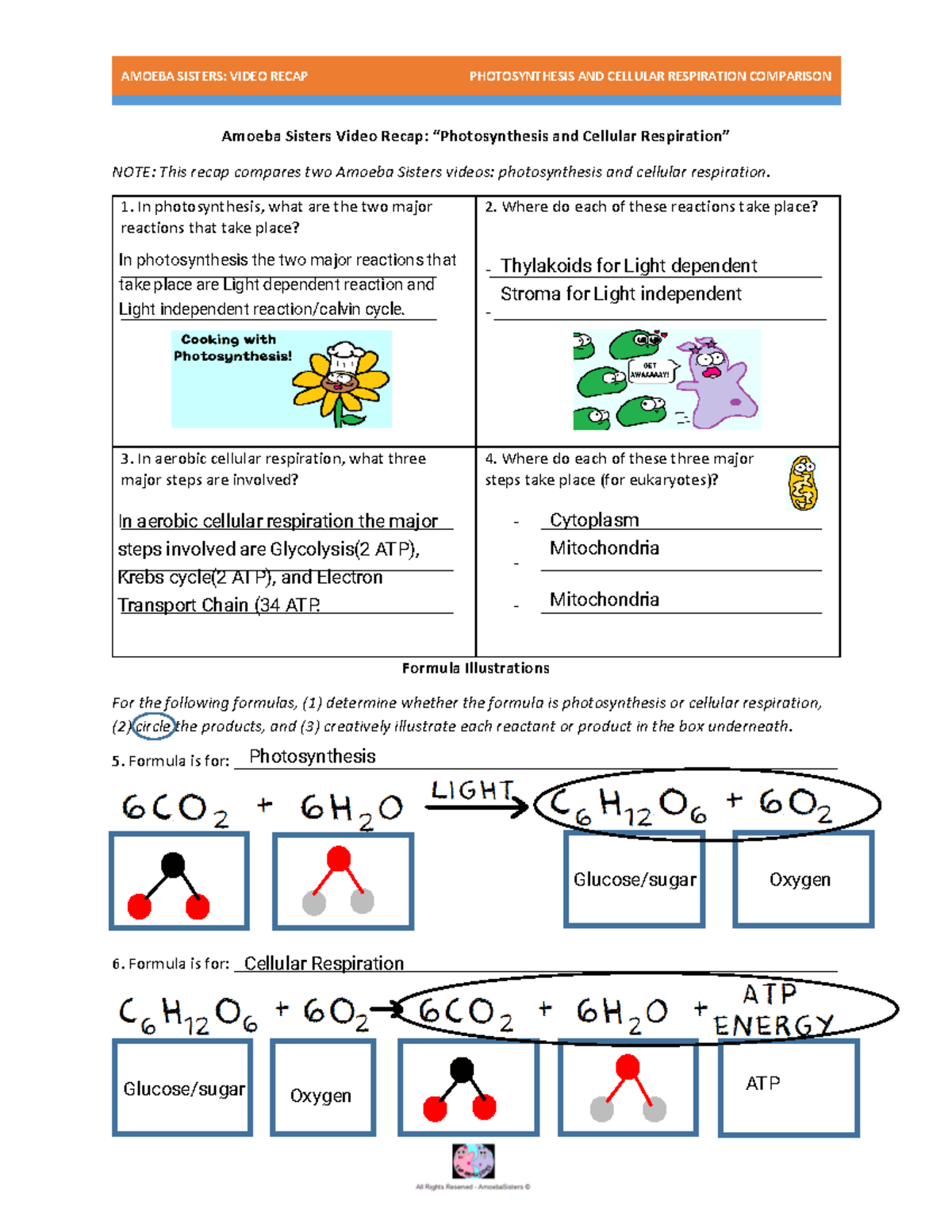 Video recap comparing photosynthesis and cellular respiration by amoeba ...