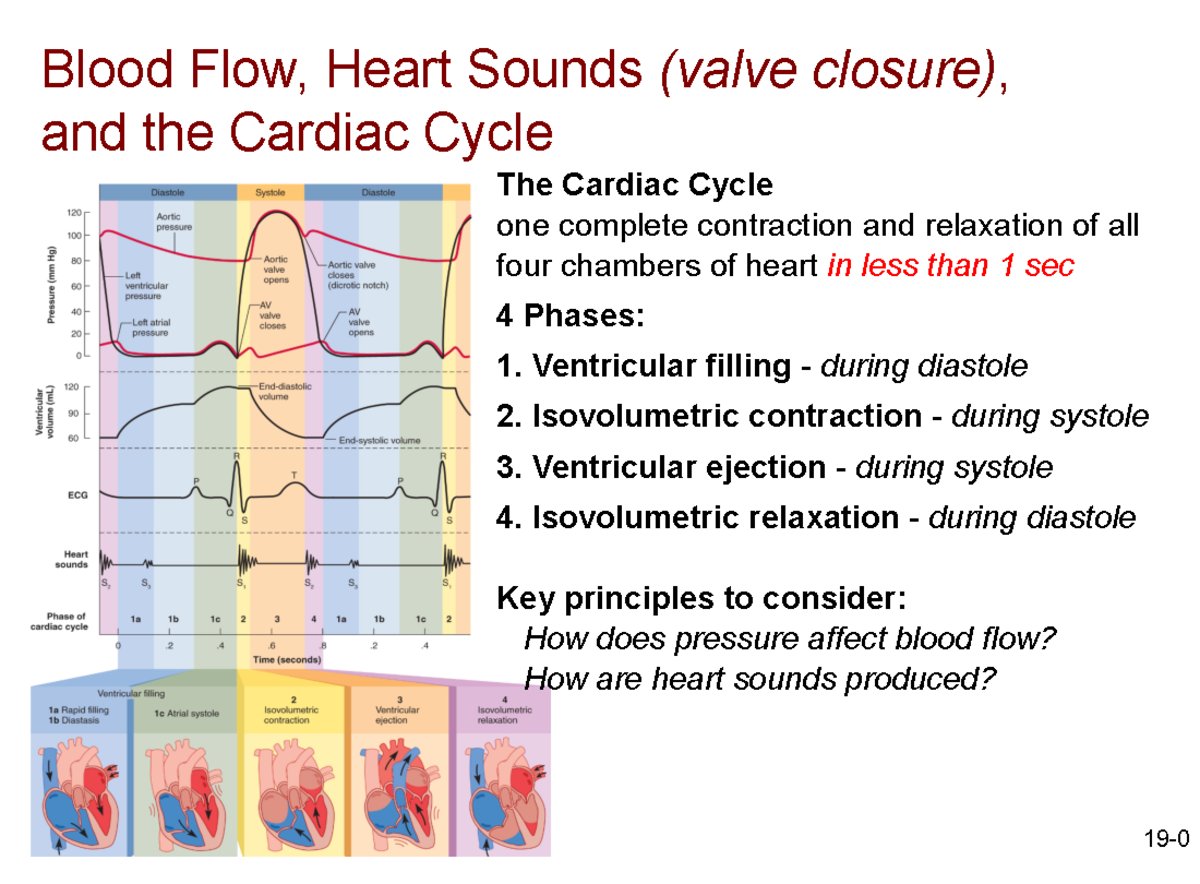 Cardiac Cycle Overview: Phases, Blood Flow & Heart Sounds (BIO 101 ...