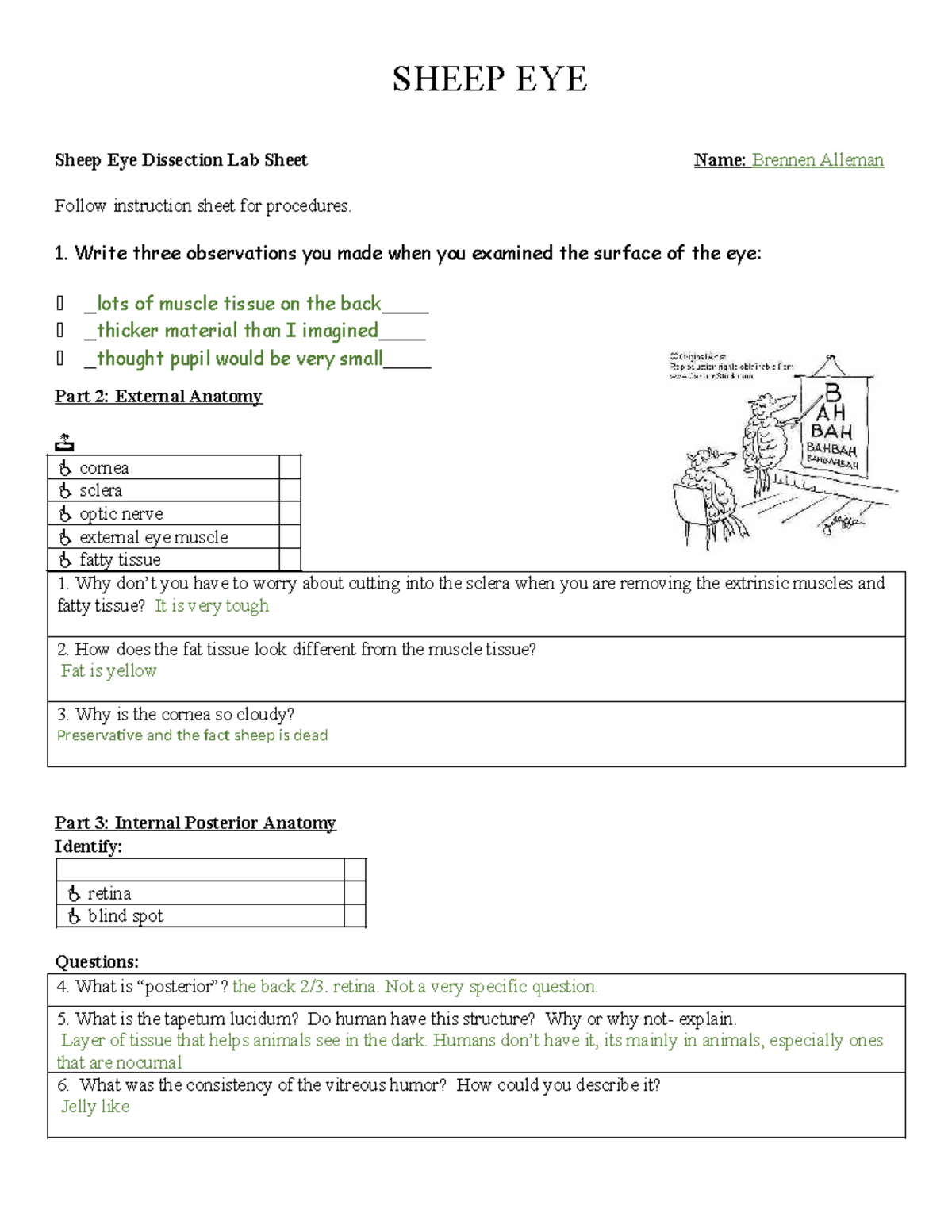 Sheep Eye Dissection Lab Worksheet - Observations & Anatomy Insights ...