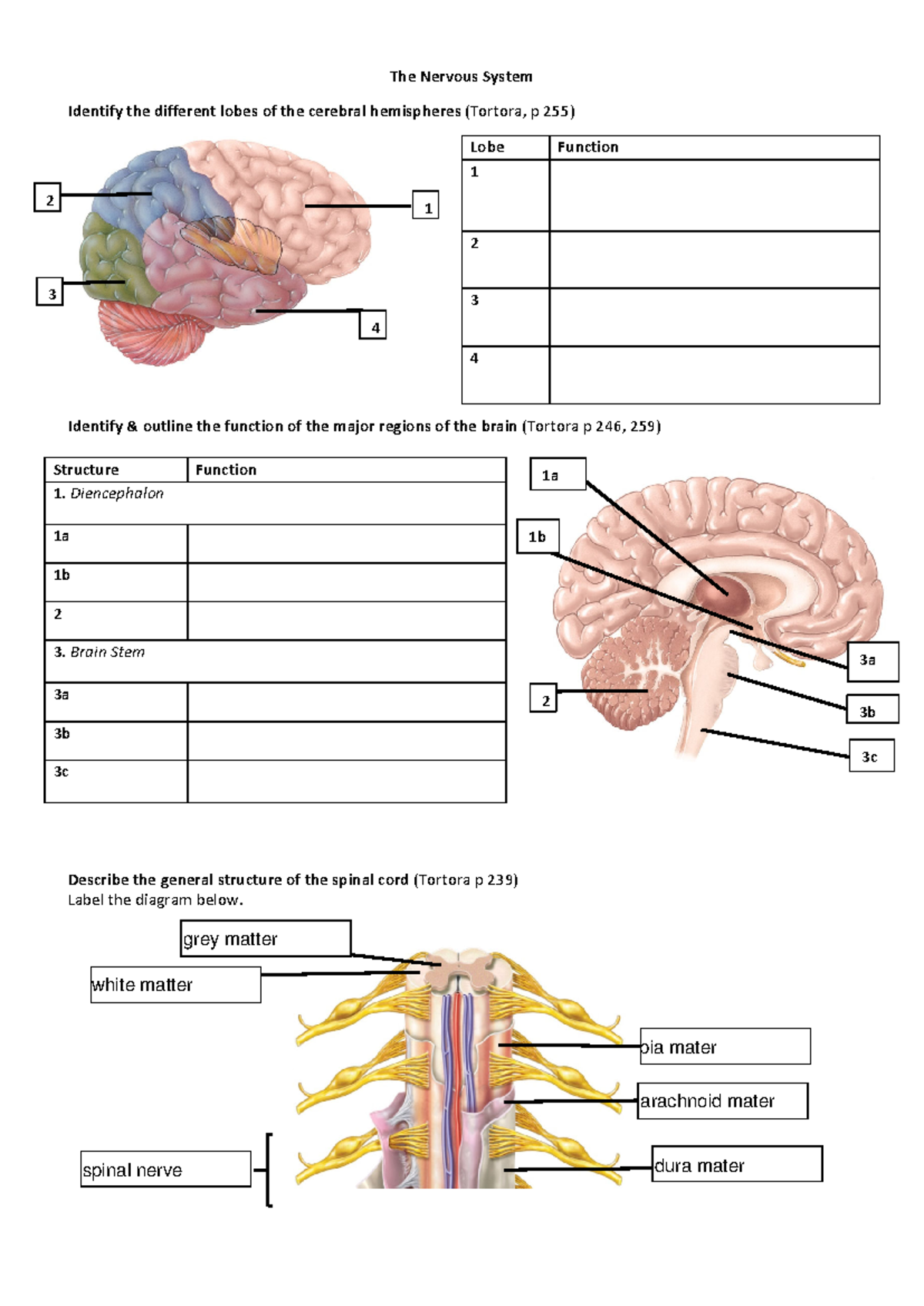 Interactive Worksheet: Nervous System Overview - Tutorial 7 - Studocu