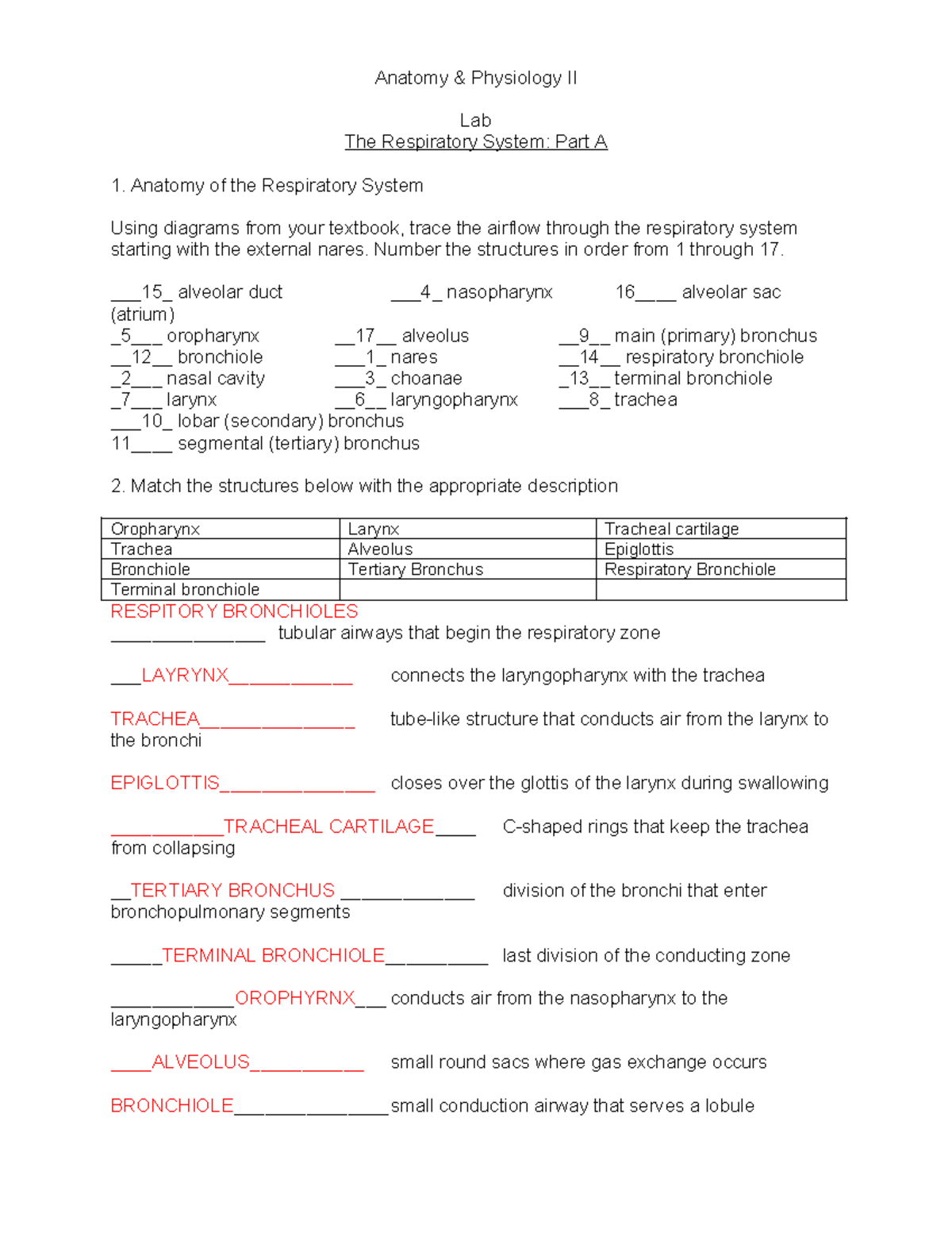 Lab A- Respiratory Anatomy - Anatomy & Physiology II Lab The ...