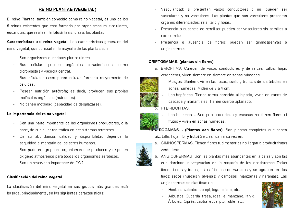 Reino Plantae - REINO PLANTAE (VEGETAL) El reino Plantae, también ...
