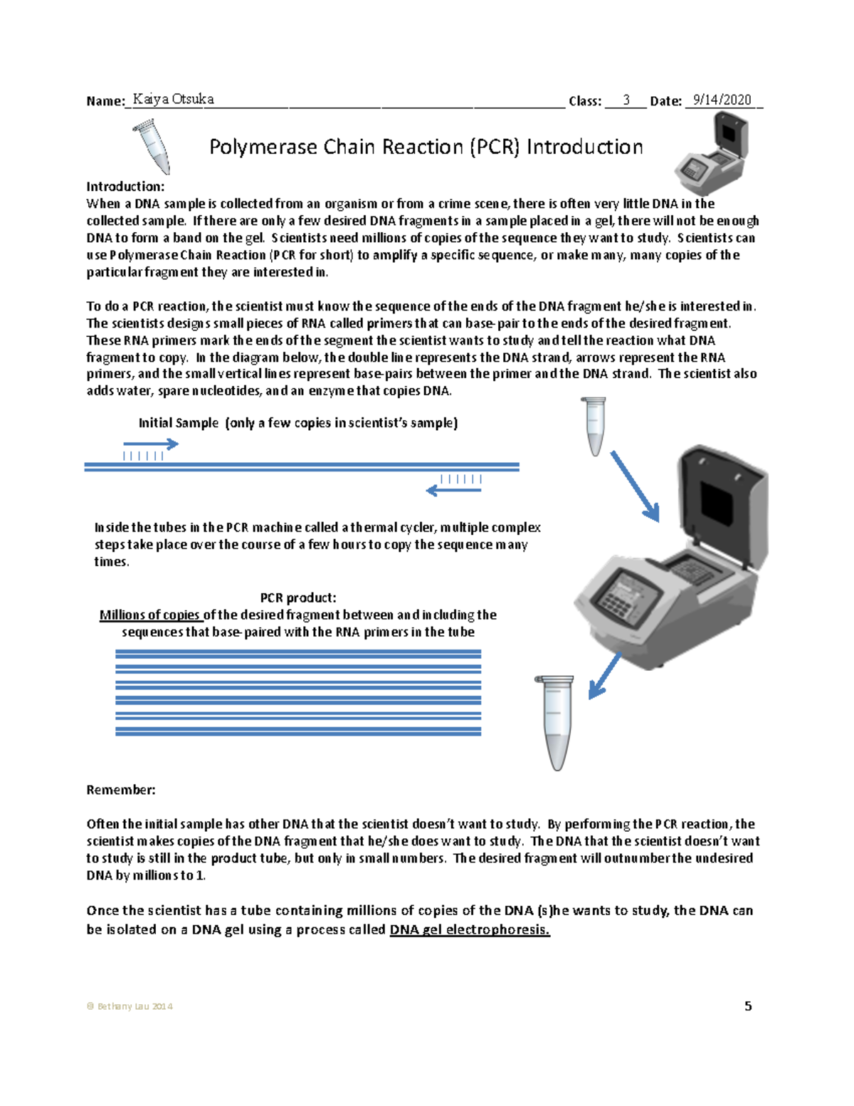 Kami Export - Kaiya Otsuka - PCR and Electrophoresis HW Worksheet ...