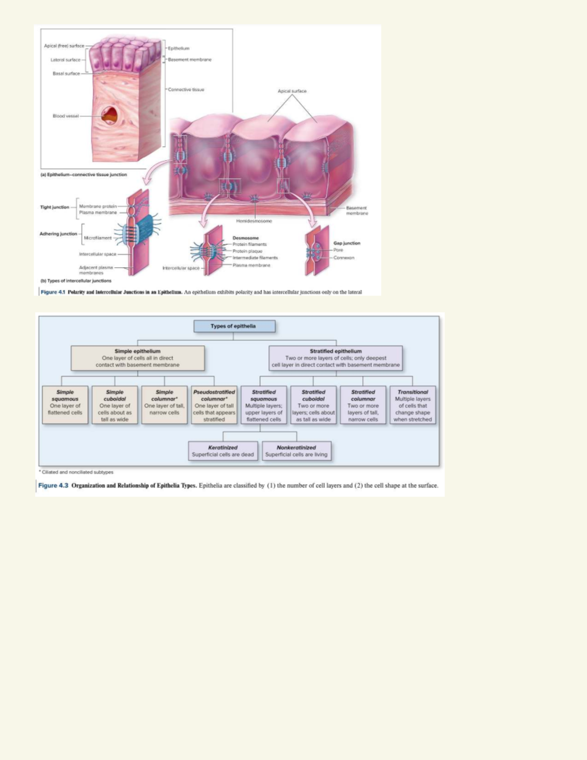 Anatomy Lec 7: Epithelial Tissue Structure and Junctions - Studocu