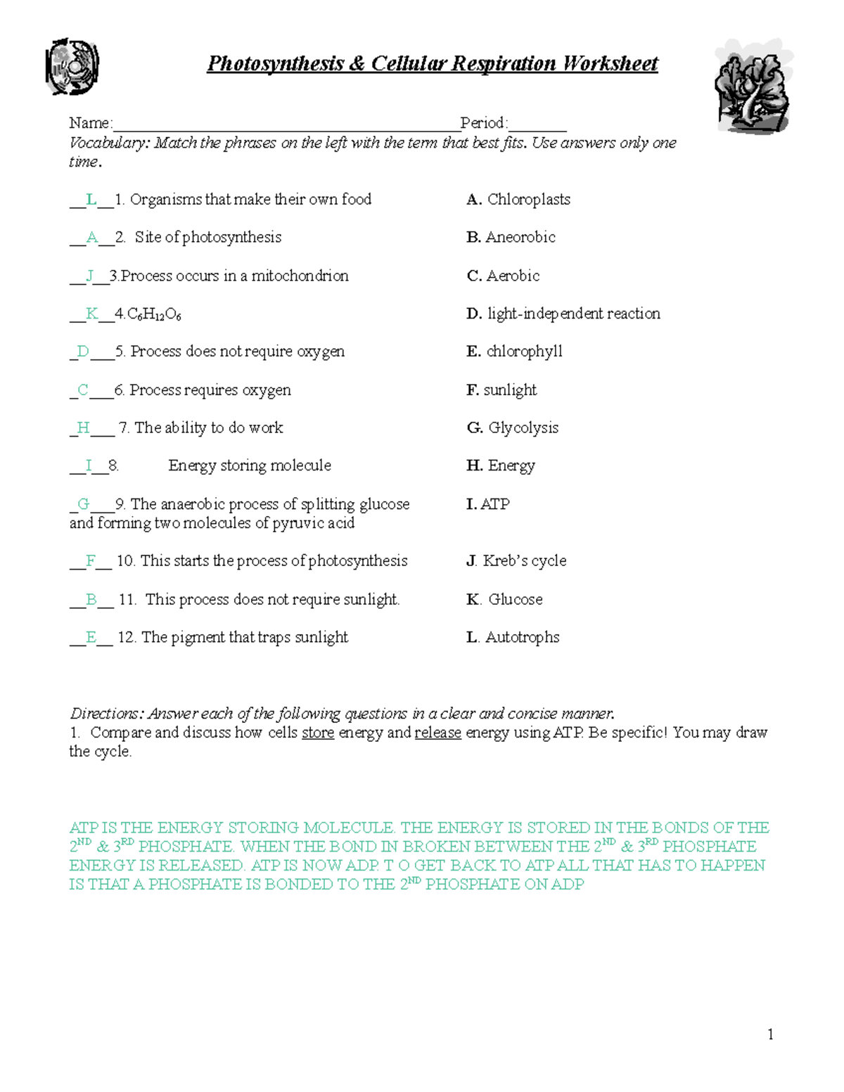 Key Photosynthesis respiration review worksheet - Photosynthesis ...