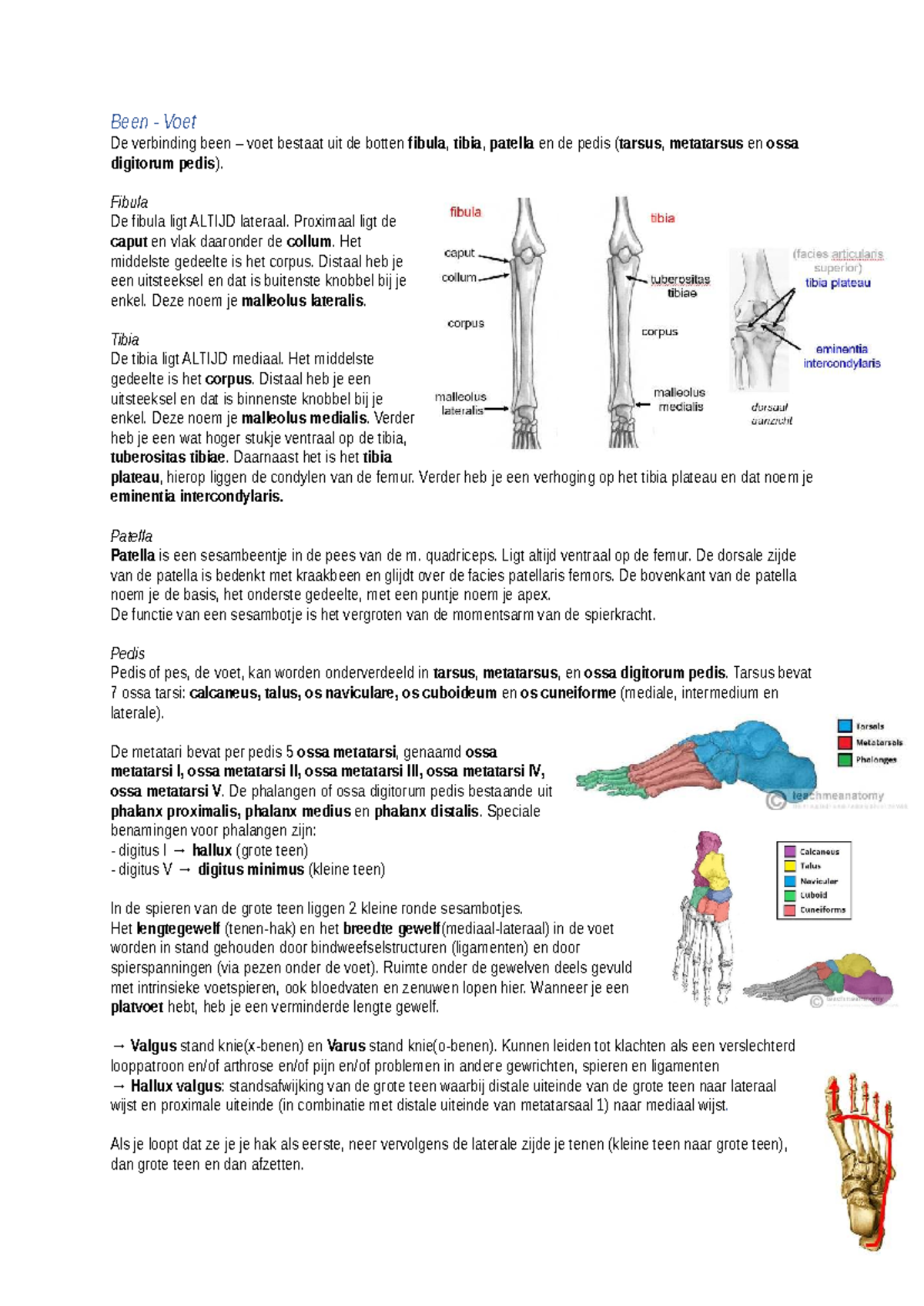 Samenvatting Anatomie Been-Voet: Botten en Structuren van de Voet ...
