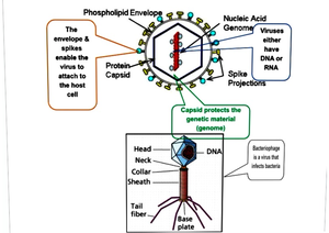 Tshekathseko YA GO Fetogile-1: Morero le Tikologo ya Baanegwa - Studocu
