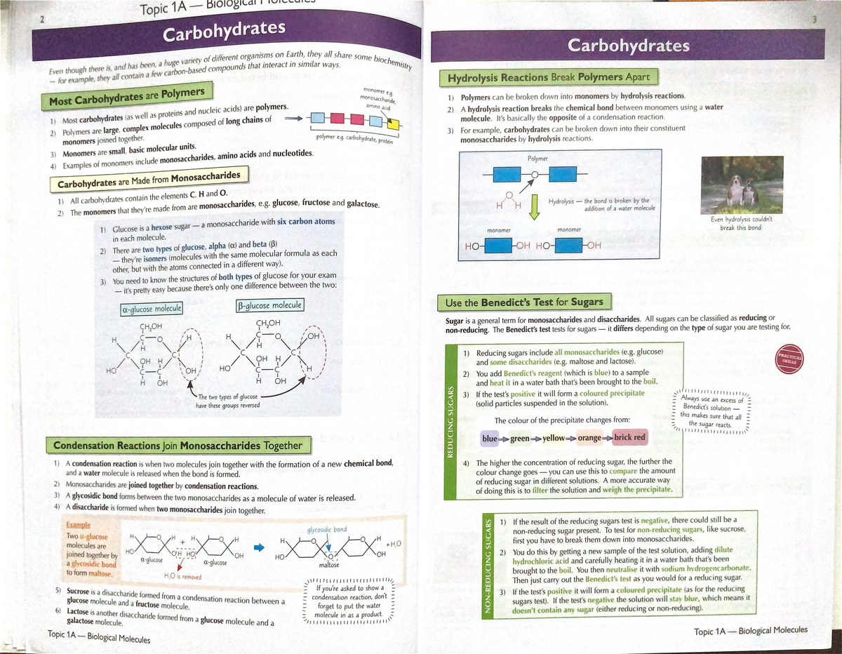**Title: Topic 1A Biological Molecules: Carbohydrates and Their ...