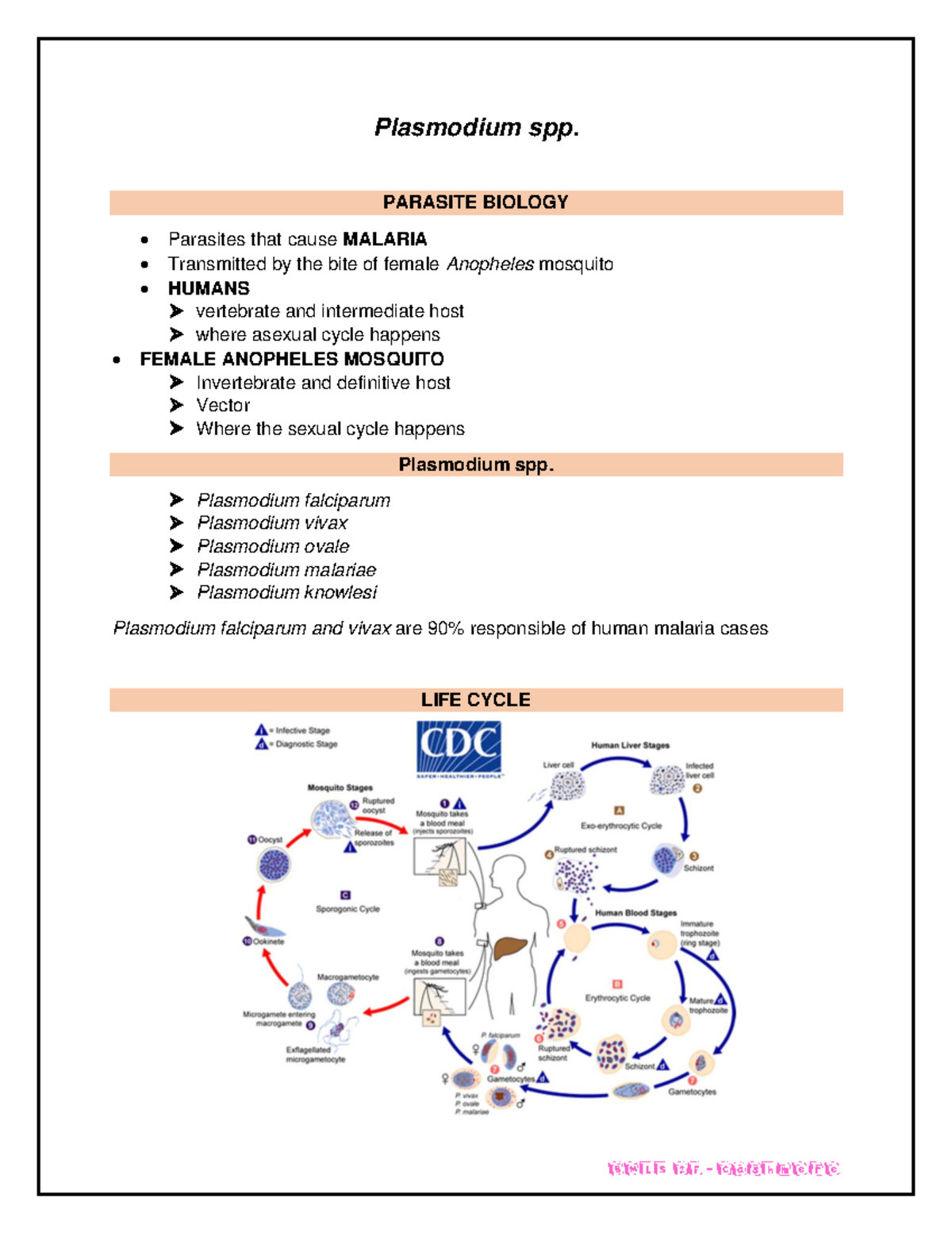 Parasitology 101: Malaria and Plasmodium spp. Lecture Notes - Studocu