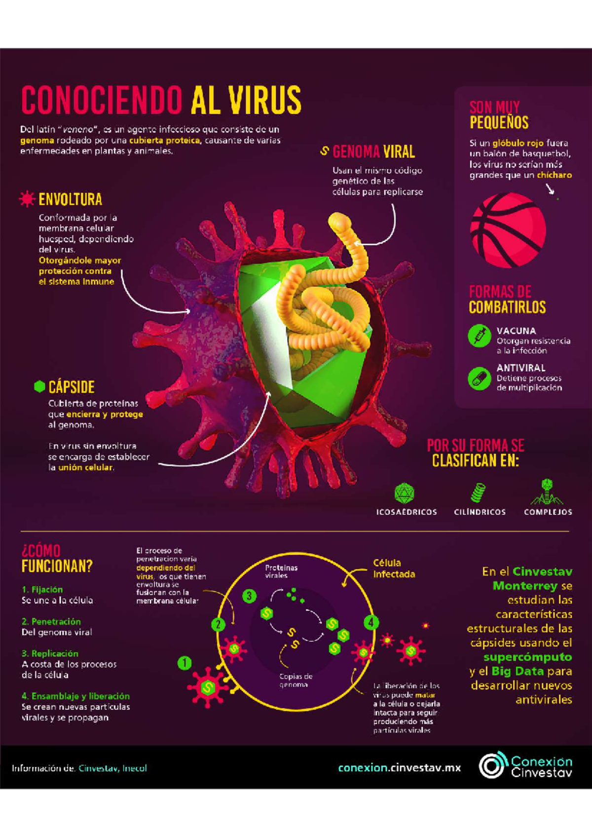 Anexo 3 infografia de virus - CONOCIENDO AL VIRUS SON MUY PEQUEÑOS Del ...