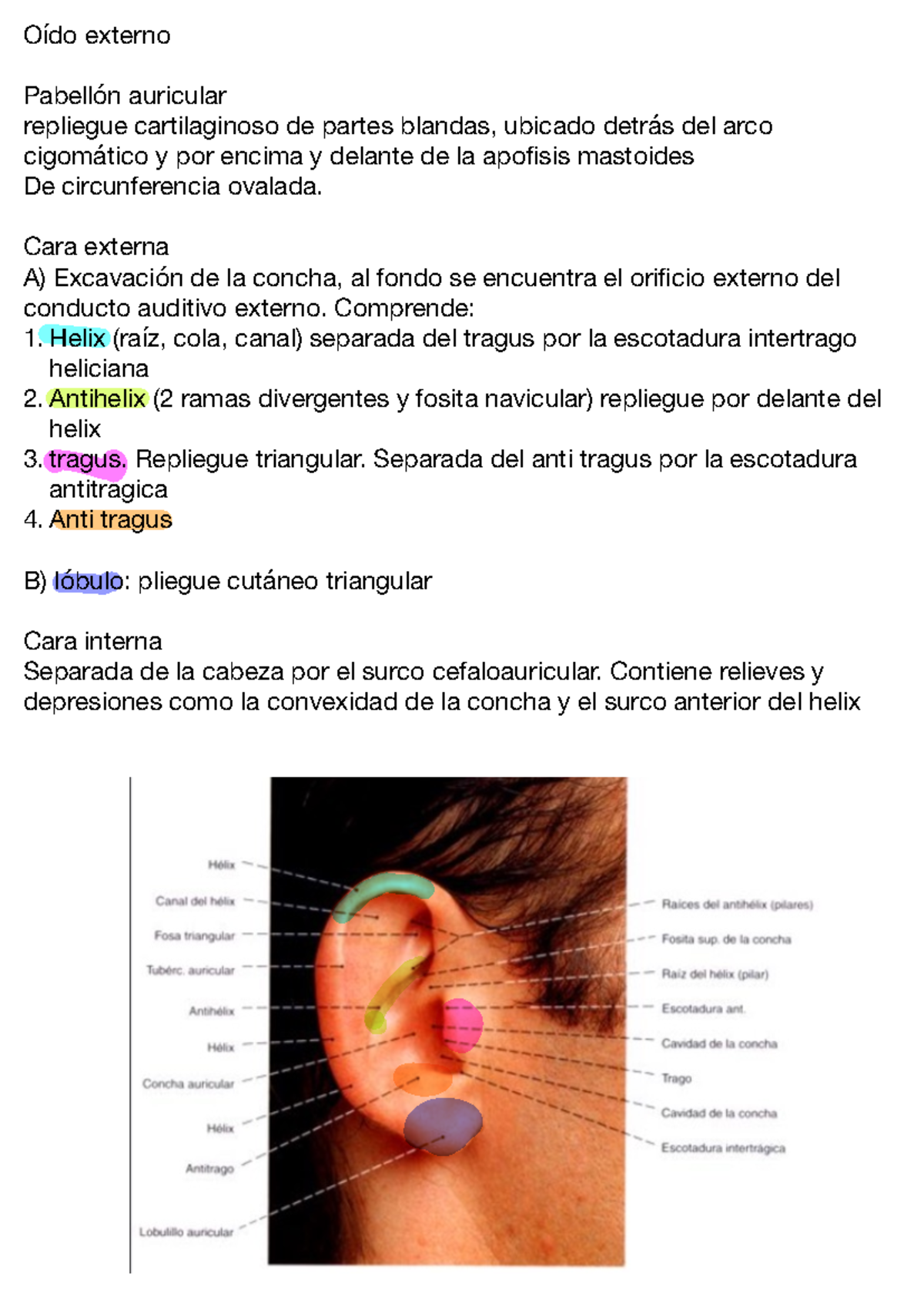 Untitled Notebook 5 - Apuntes de cráneo con imágenes para saber donde ...