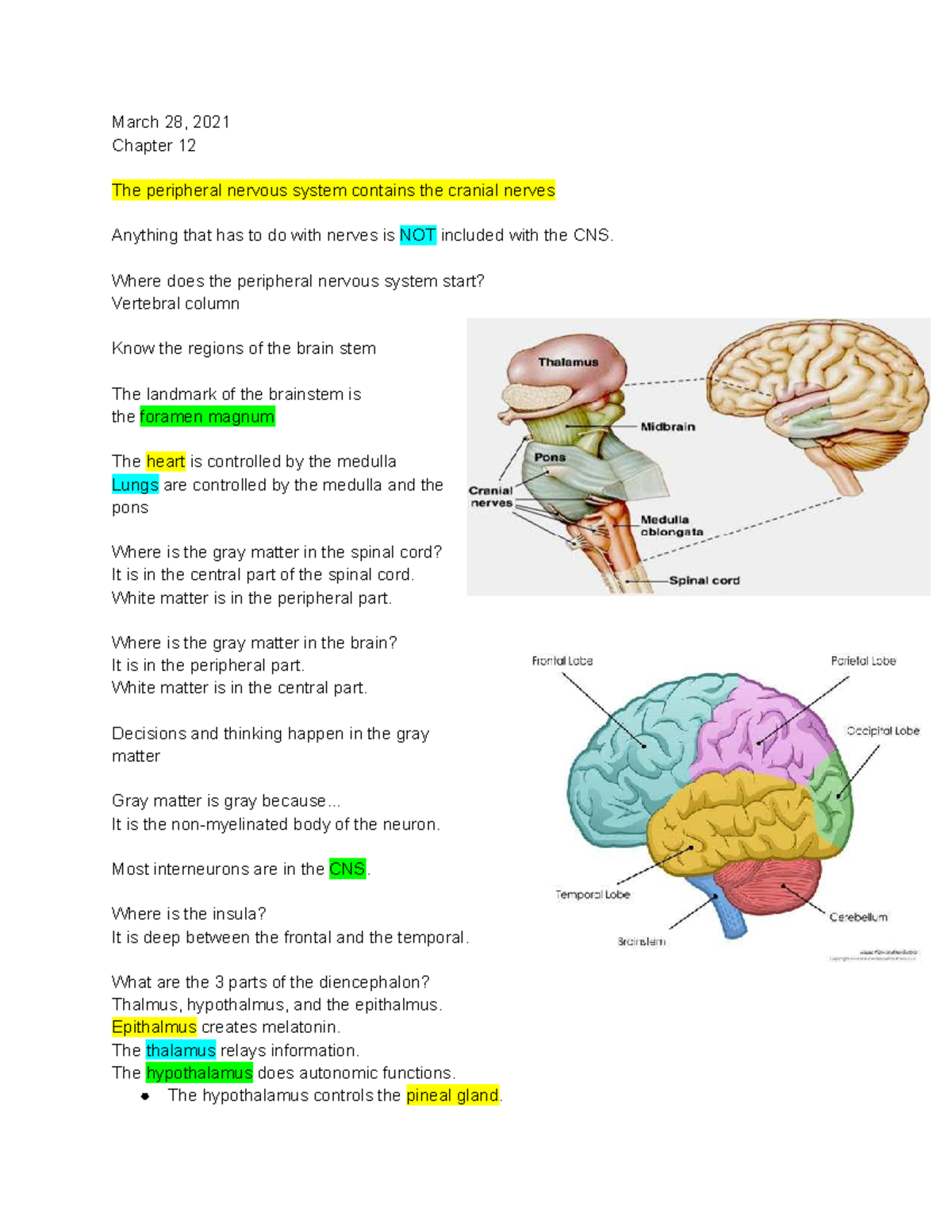 A&P 2021 Chapter 12: Peripheral Nervous System Overview - Studocu