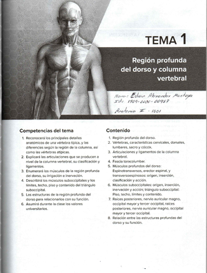 Anatomía 2 - Maniquí - Venas Músculos Arterias Nervios Conducto Vena ...