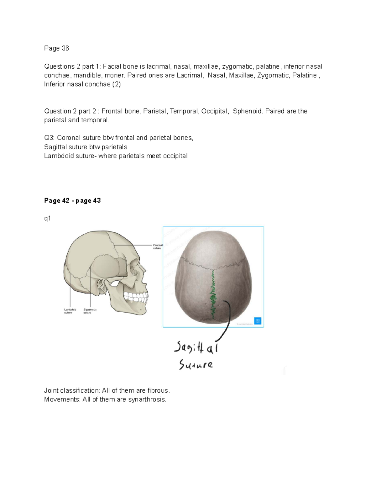 Anat 1001 Practical Workbook: Facial Bones & Joint Classifications ...