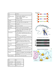 Biology yr10 - Grade: 10 - Secondary School - Studocu