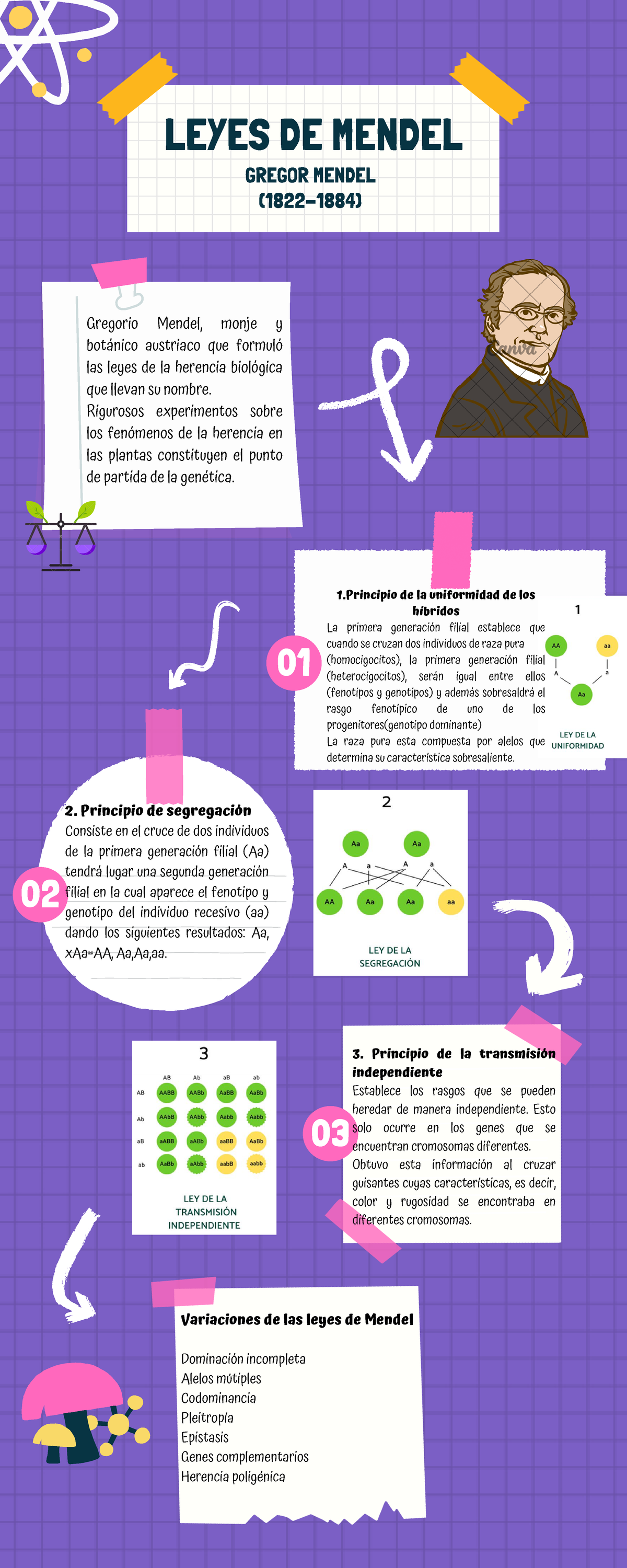 Hoja De Trabajo De Gregor Mendel Gregor Mendel Etsy México