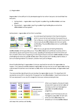 Embryology revision sheets - EMBRYOLOGY CHEAT SHEET FOR GENES ...