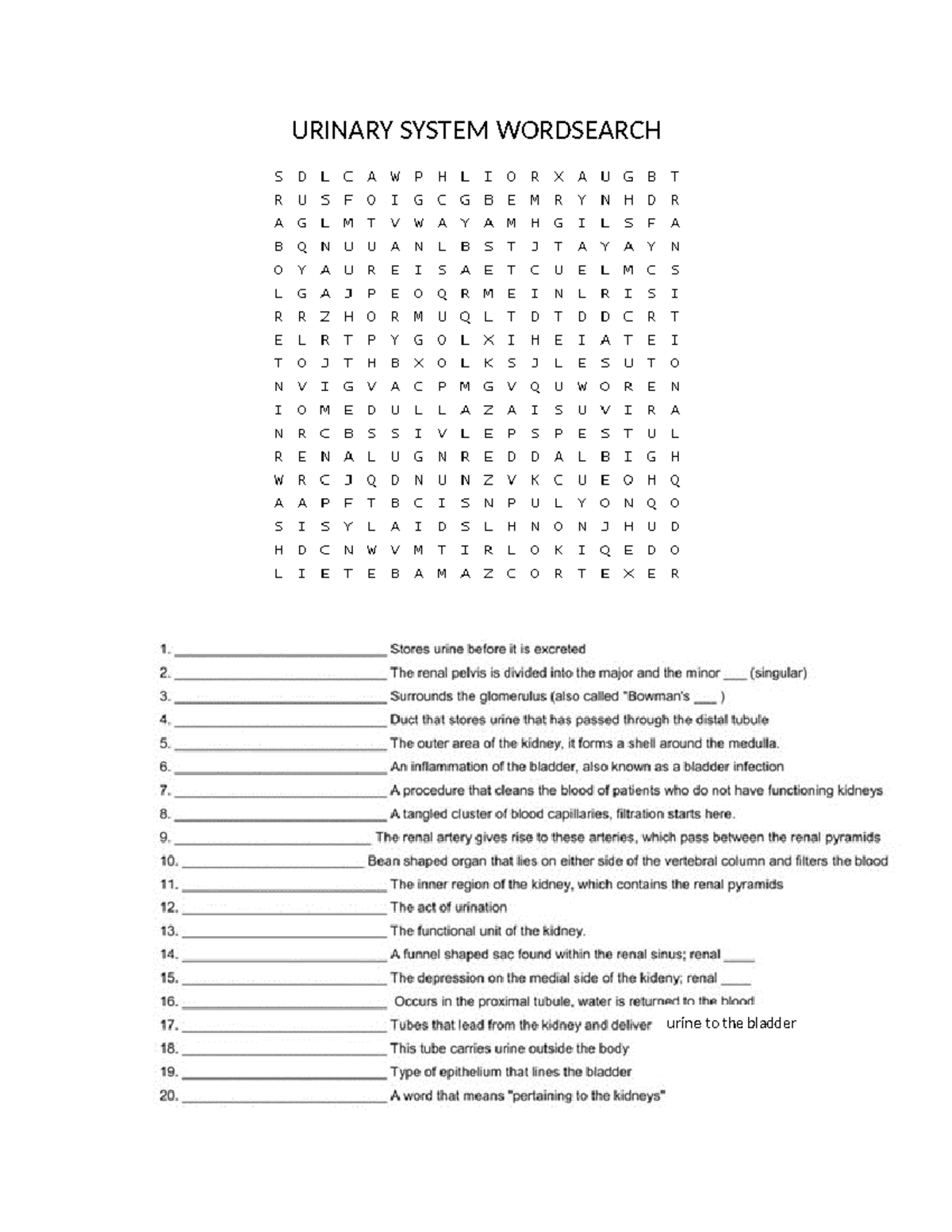 Urinary System Wordsearch SDLCAWPHLIORXAUGBT - Studocu