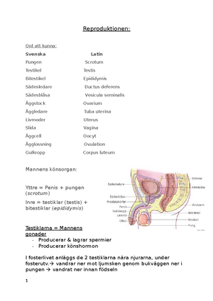 Anatomisk terminologi - Vanliga förkortningar Kroppens anatomiska ...