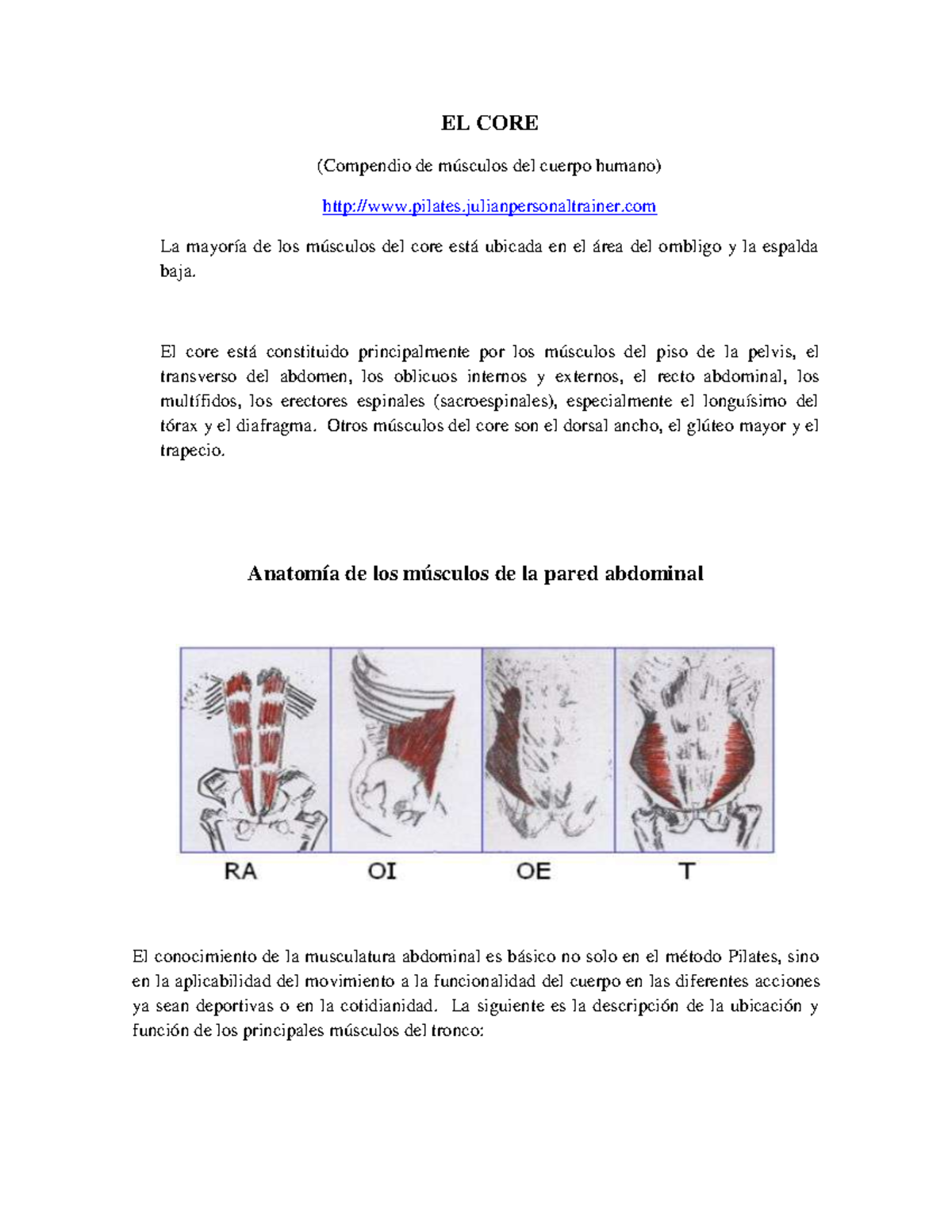 Músculos del Core: Anatomía y Funciones Esenciales - Studocu