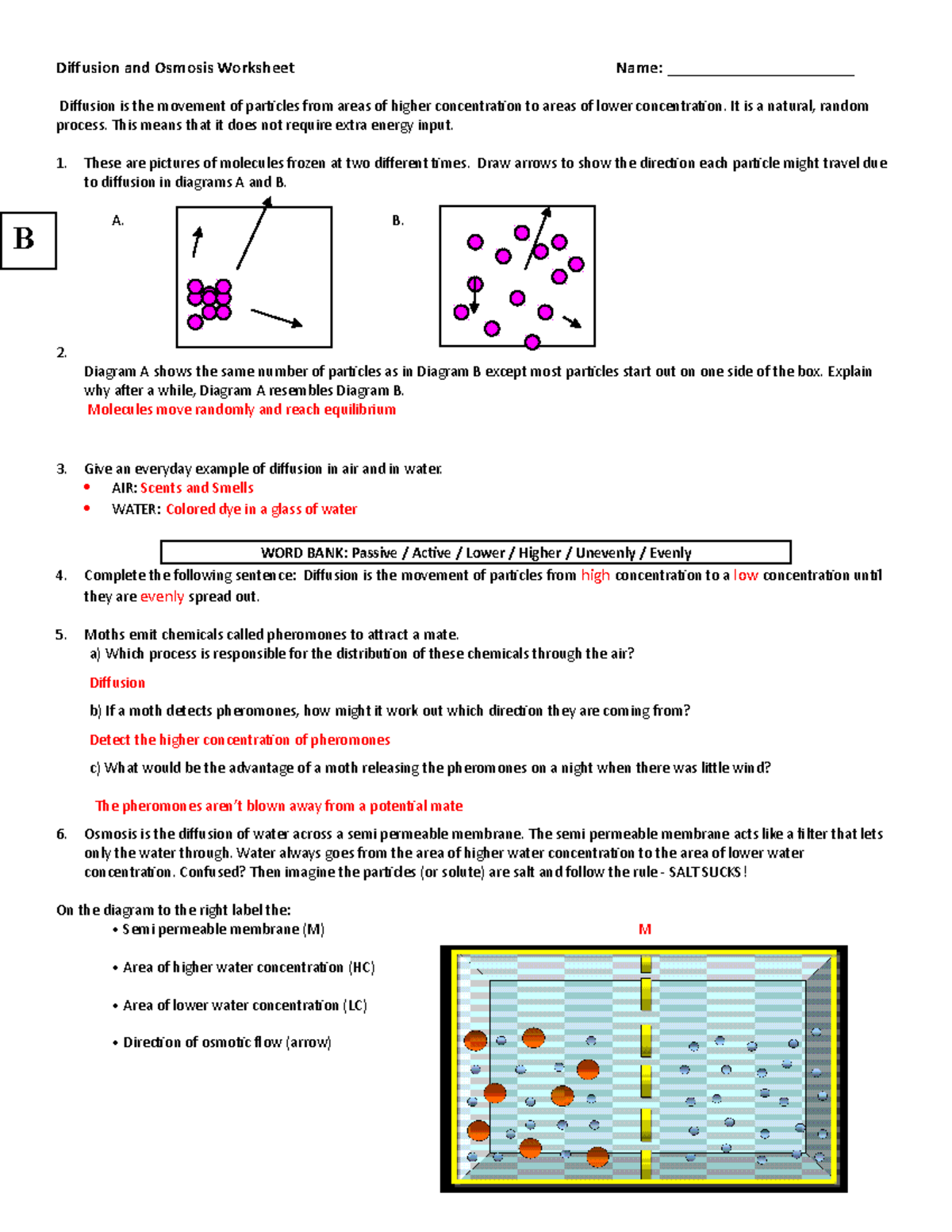 Diffusion and Osmosis lab - Diffusion and Osmosis Worksheet Name ...