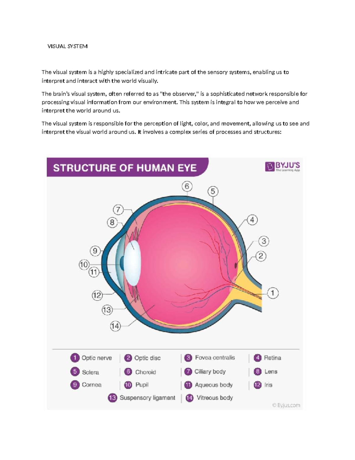 Visual System Overview - Jnoyr - Studocu
