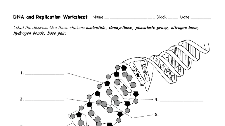 DNA and Replication Worksheet: Labeling and Completion Tasks - Studocu