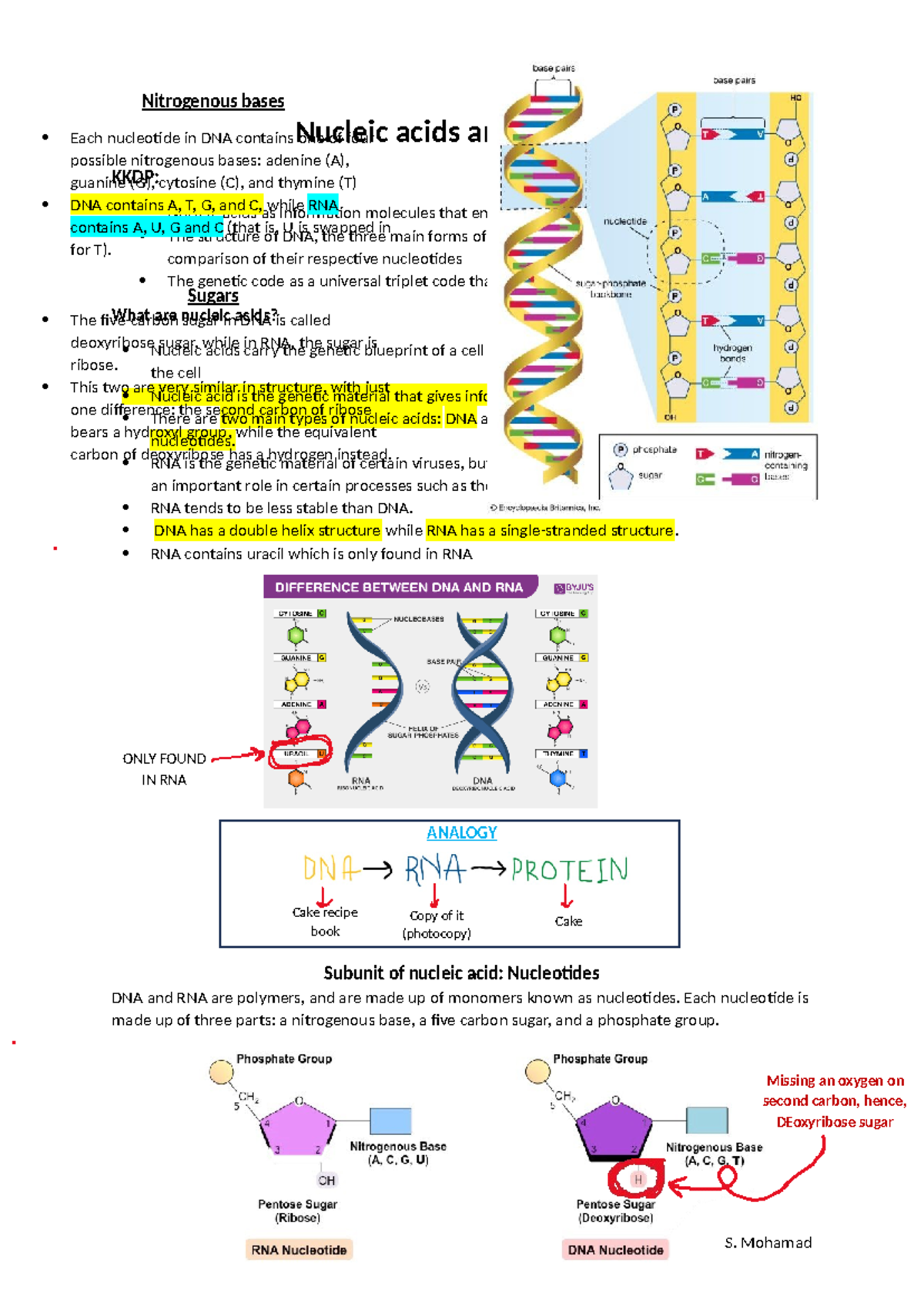 Biology Summary: Nucleic Acids & Protein Synthesis Concepts - Studocu
