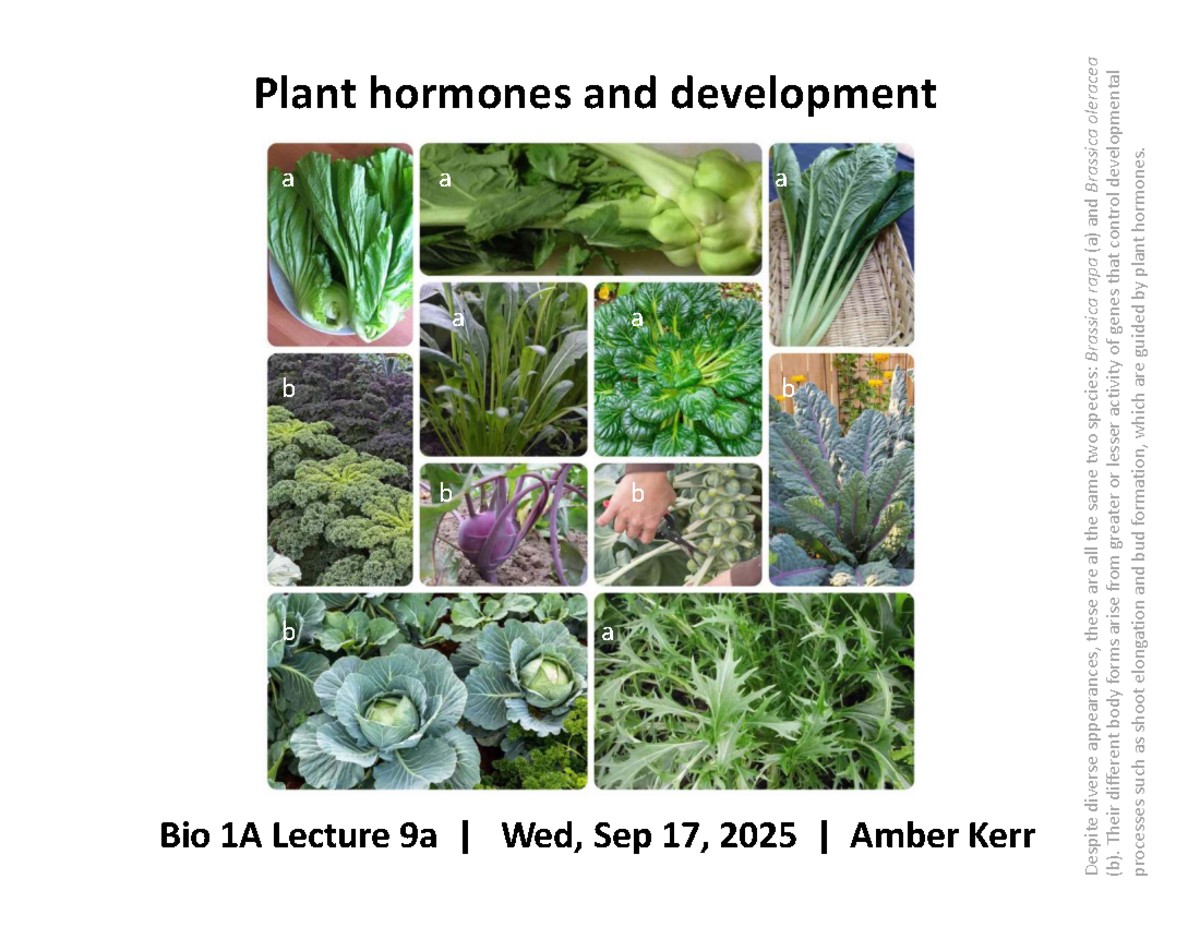 Bio 1A Lecture 9a: Overview of Plant Hormones and Development - Studocu