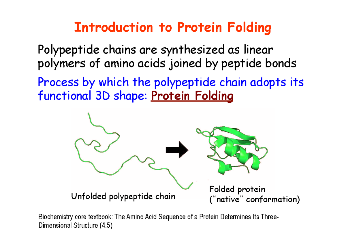 BIOL10212-L13 2025: Lecture on Protein Folding and Misfolding - Studocu