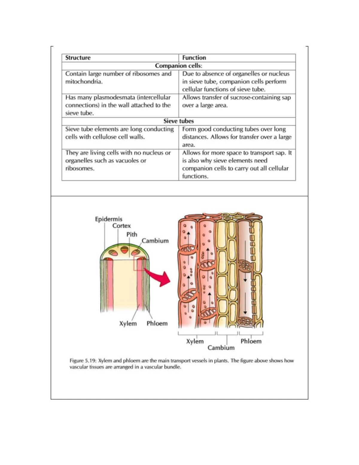 Life Sciences Grade 10 Worksheet 1 Plant tissues - Province of the ...