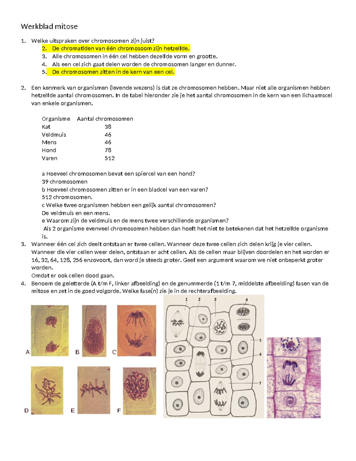 Mitose Werkblad Stadia Van Celdeling | Activiteiten En Compleet